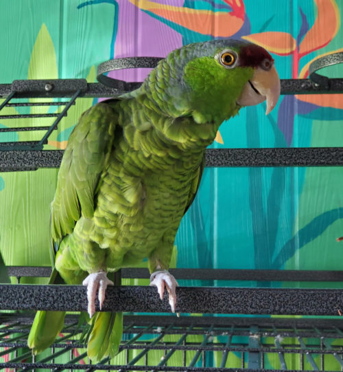 Clark - Lilac Crowned Amazon - Exotic Avian Sanctuary of Tennessee