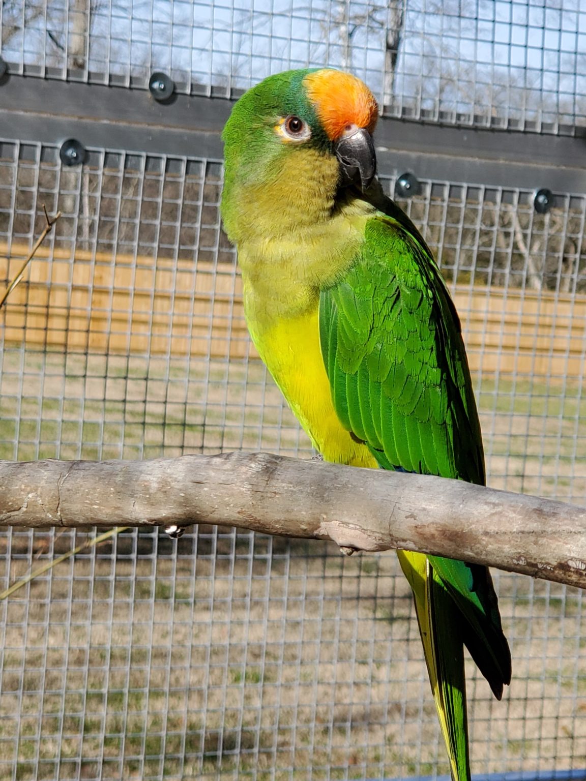 Mango - Peach Fronted Conure - Exotic Avian Sanctuary of Tennessee