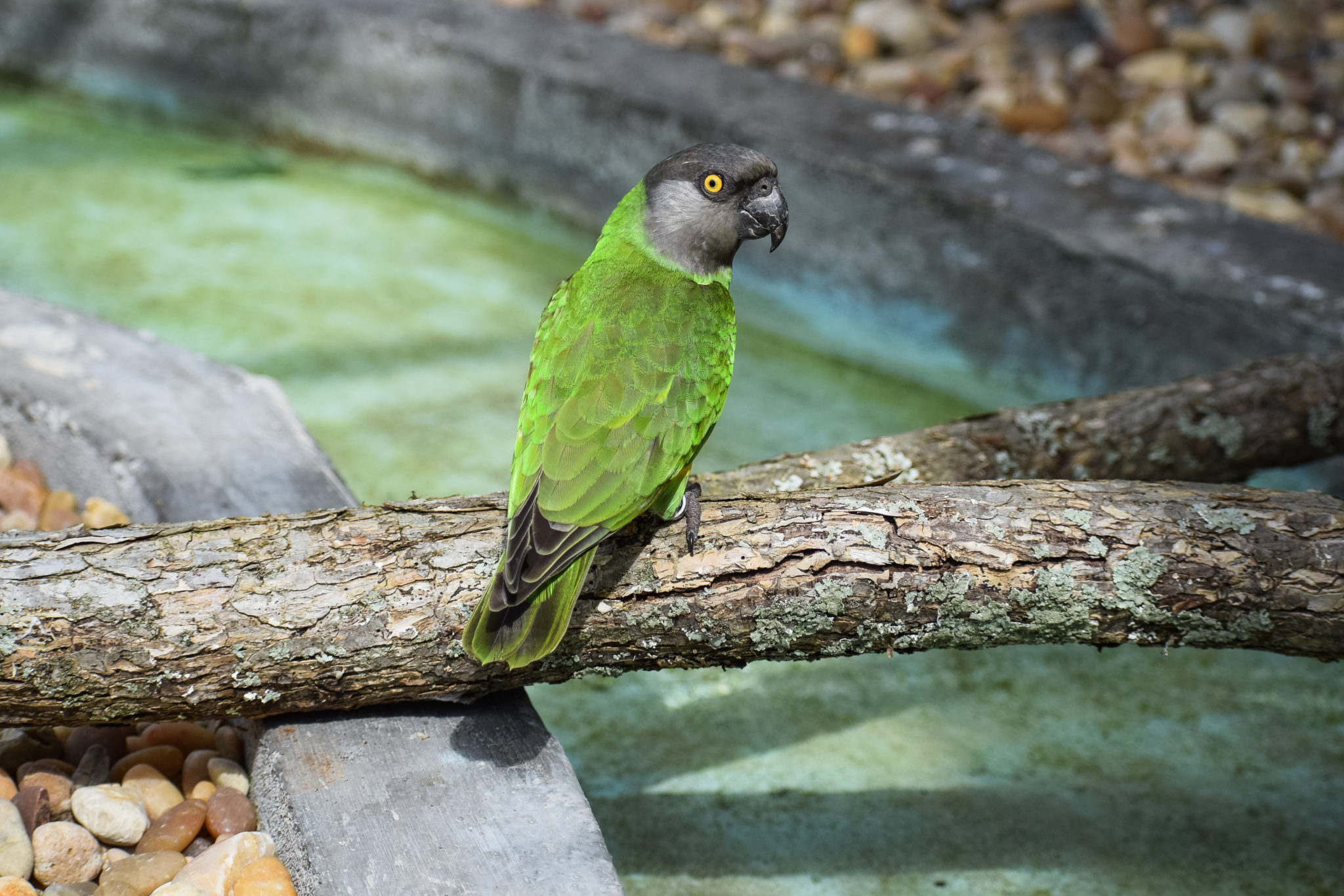 Gypsy - Female Senegal - Exotic Avian Sanctuary of Tennessee